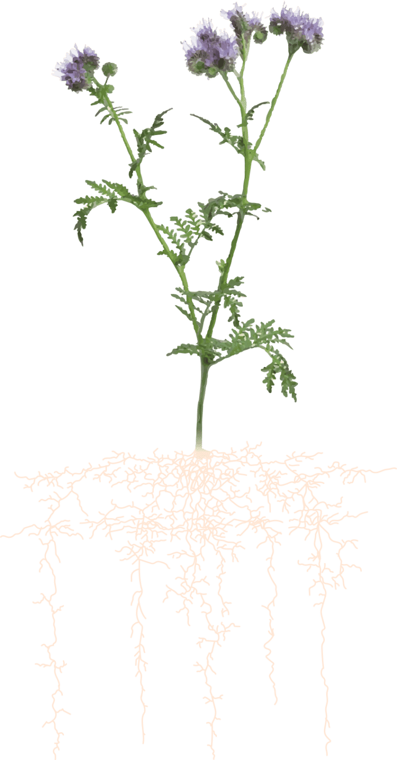 Facélia vratičolistá / facelia tanacetifolia | FARMÁR MIŠO